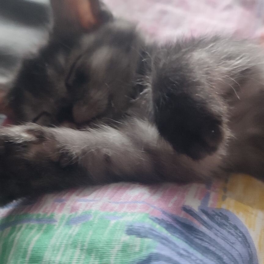 Котенок девочка ищет маму и папу