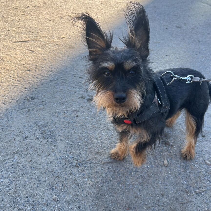 Метис цвергпинчера