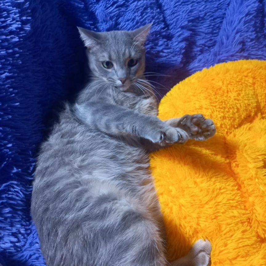 Котику нужен дом
