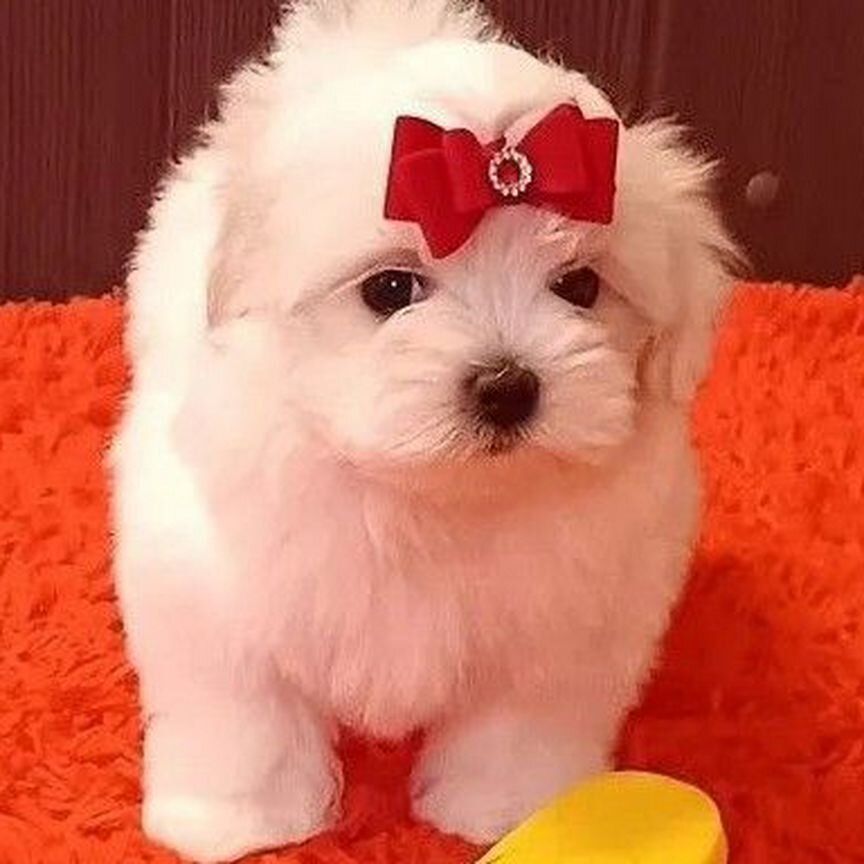 Мальтийская болонка, щенок