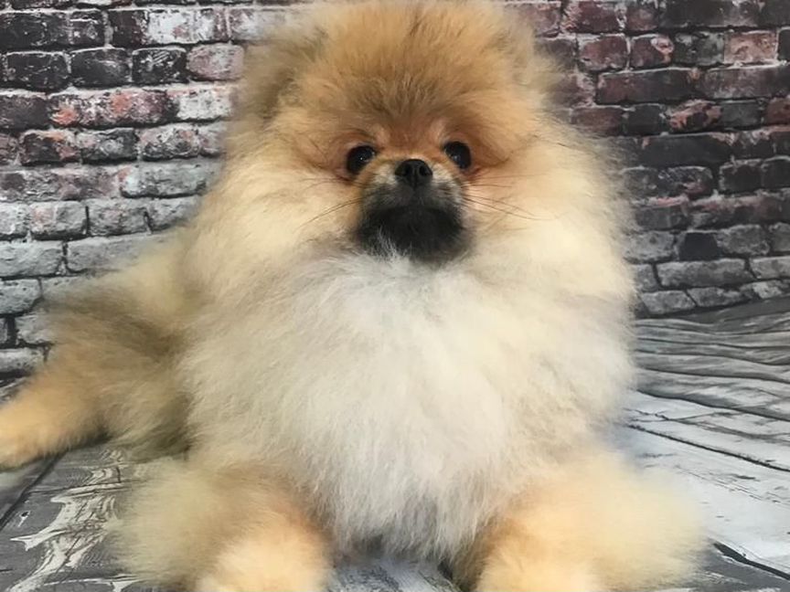 Померанский шпиц мини щенок