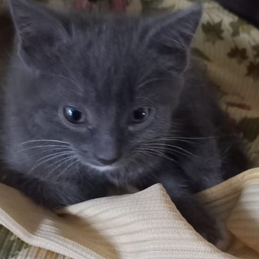 Котёнок в добрые руки