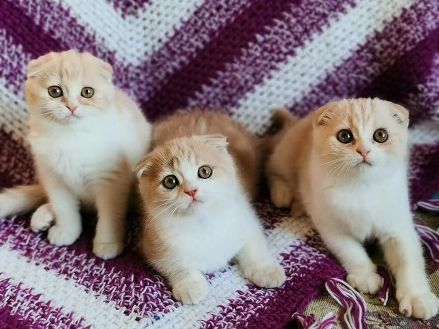 Шотландские котодетки