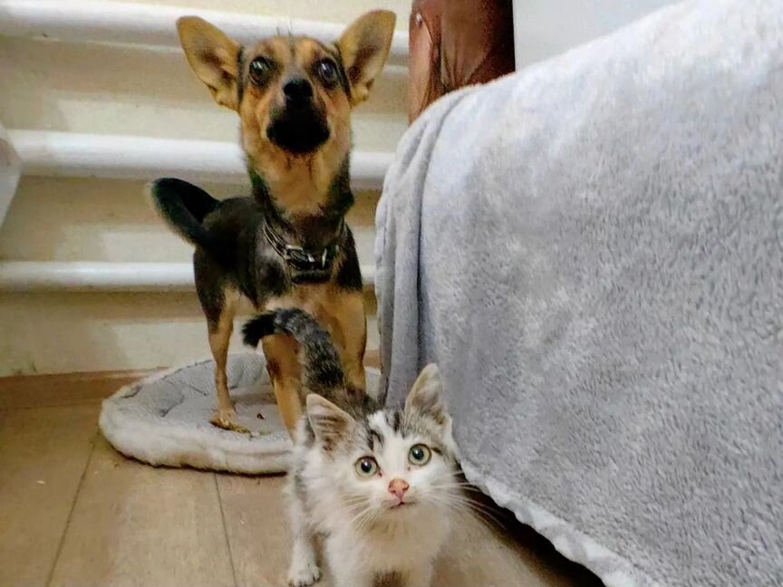 Котёнок с кисточками на ушах