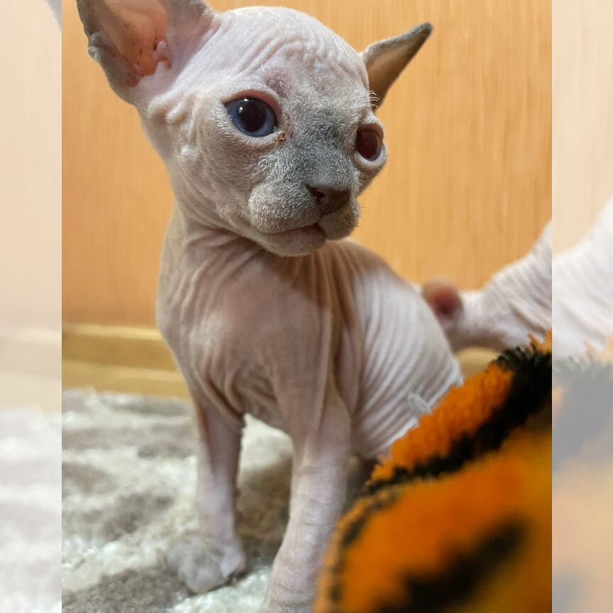 Канадский сфинкс