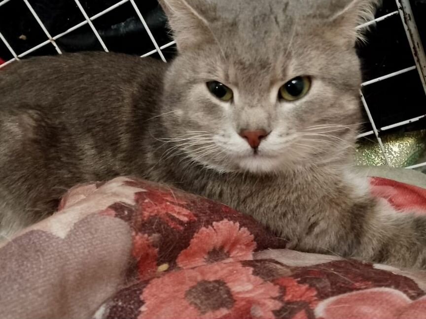 Кот