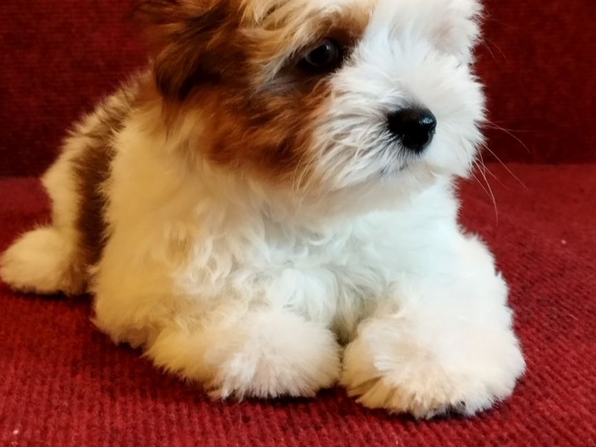 Солнечный мальчишка