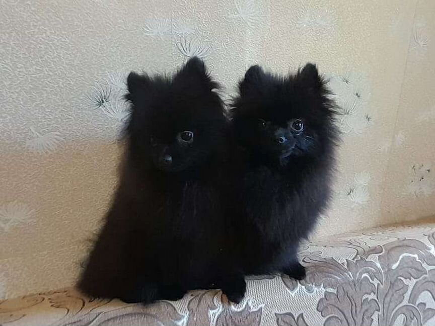 Померанский шпиц