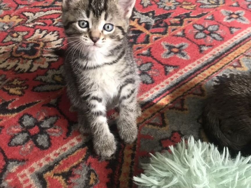 Кошки