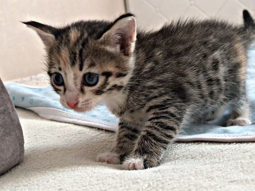 Котята