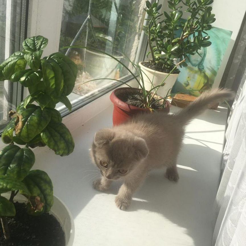 Вислоухий котик