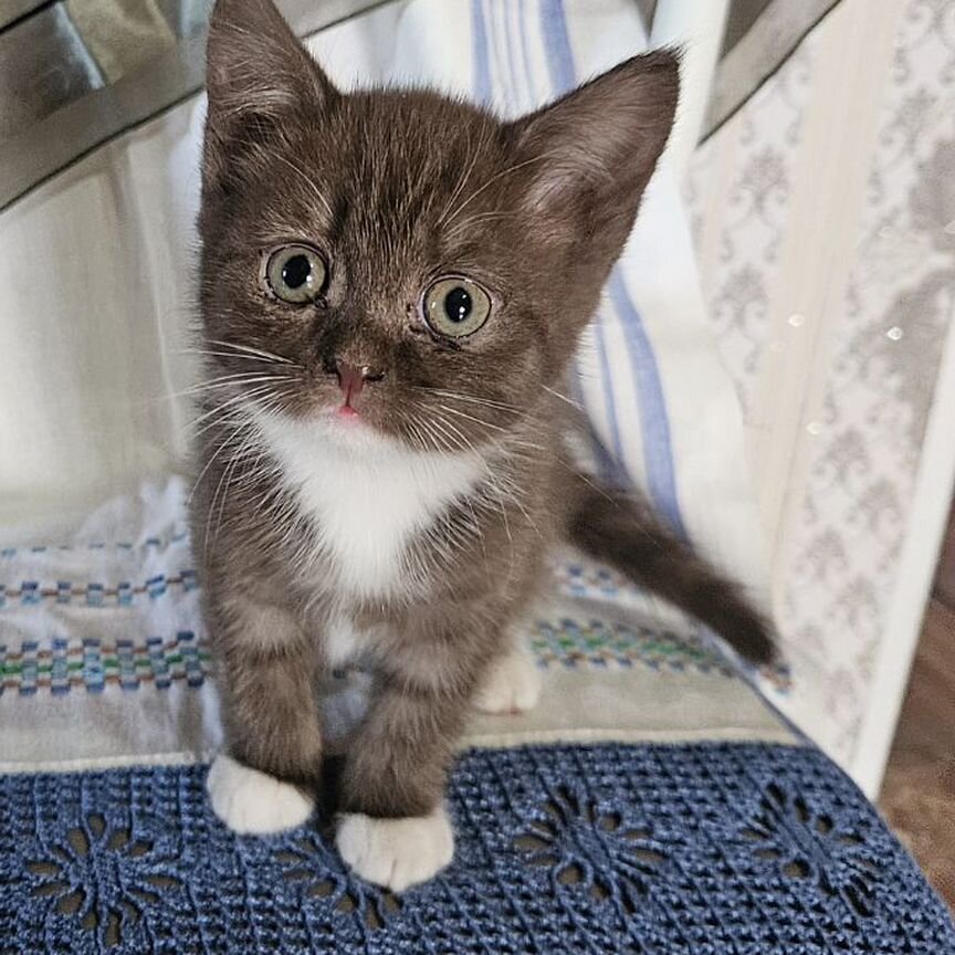 Котёнок в добрые руки