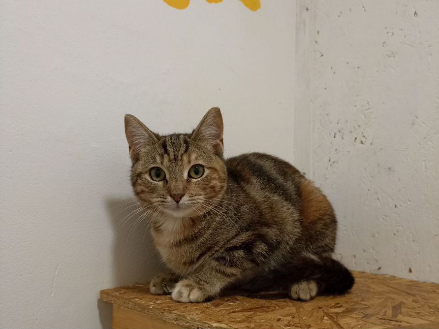 Котёнок кошечка. Дюсель. В добрые руки