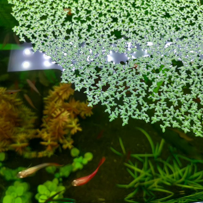 Ряска для аквариума
