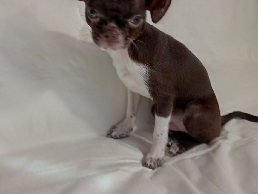 Милашки чихуашки