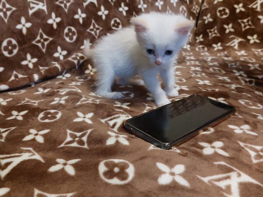 Отдам месячного котенка в добрые руки