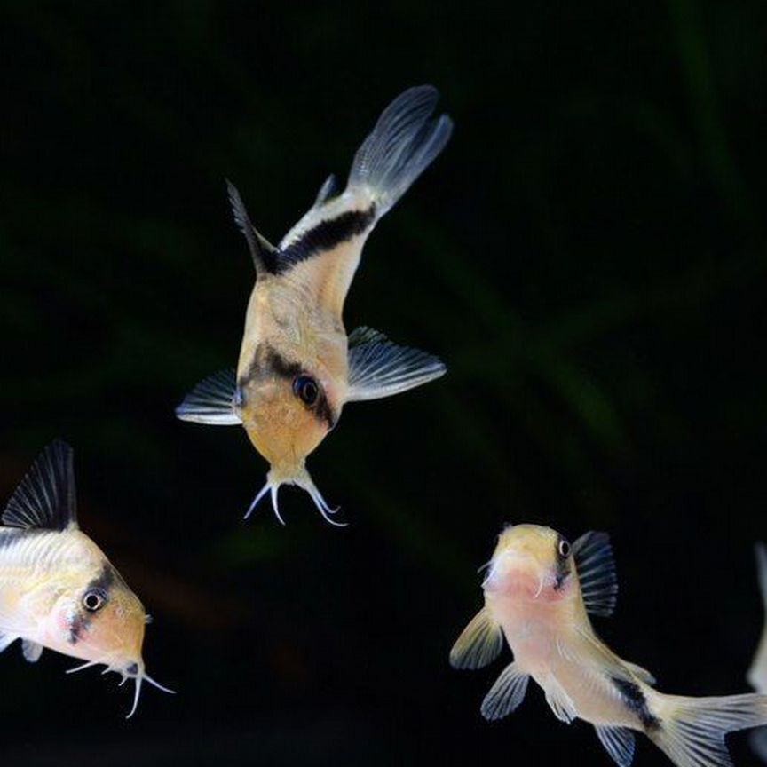 Коридорас мелини (Cor. Melini)