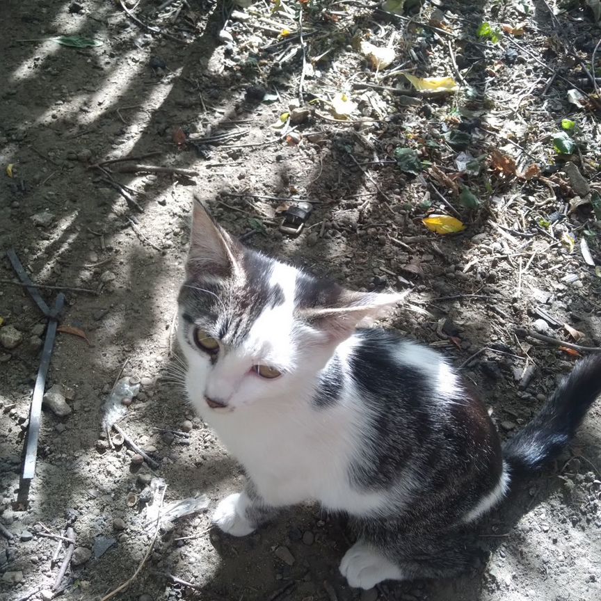 Красавцы котята в добрые руки