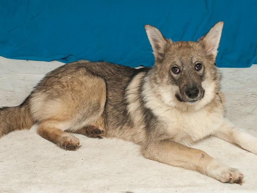 Крепыш Рубин, щенок 6,5 месяцев