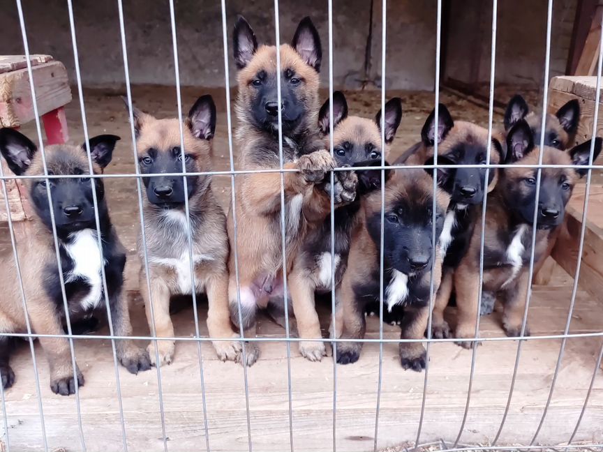 Продаю щенков Малинуа (Бельгийская Овчарка)