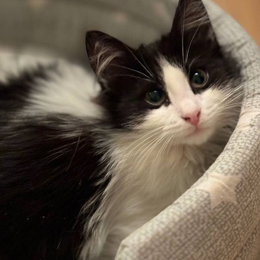 Котёнок в добрые руки