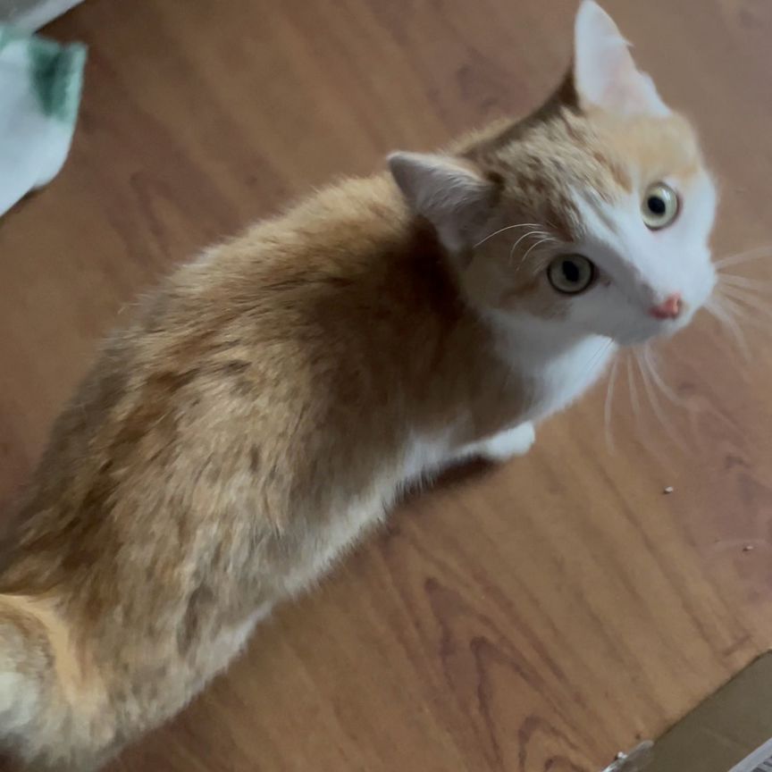 Котёнок в добрые руки