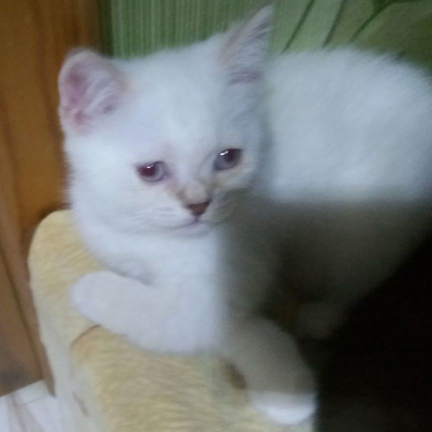 Шотландский вислоухий короткошёрстный котёнок