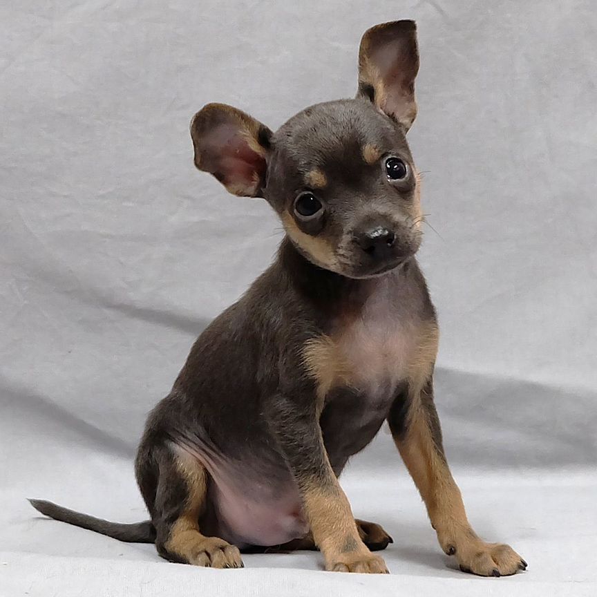 Русский той-терьер, щенок