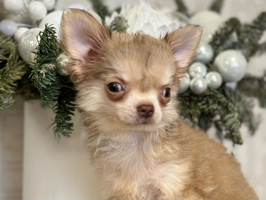 Щенки чихуахуа мини девочка