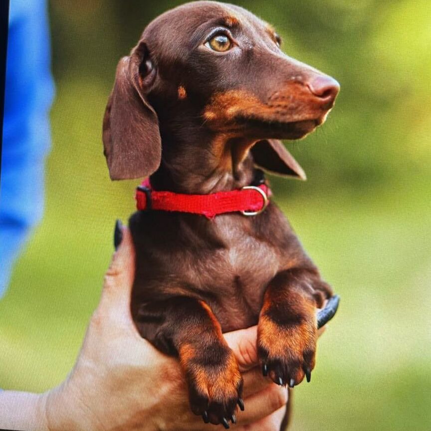 Кроличья такса, щенок