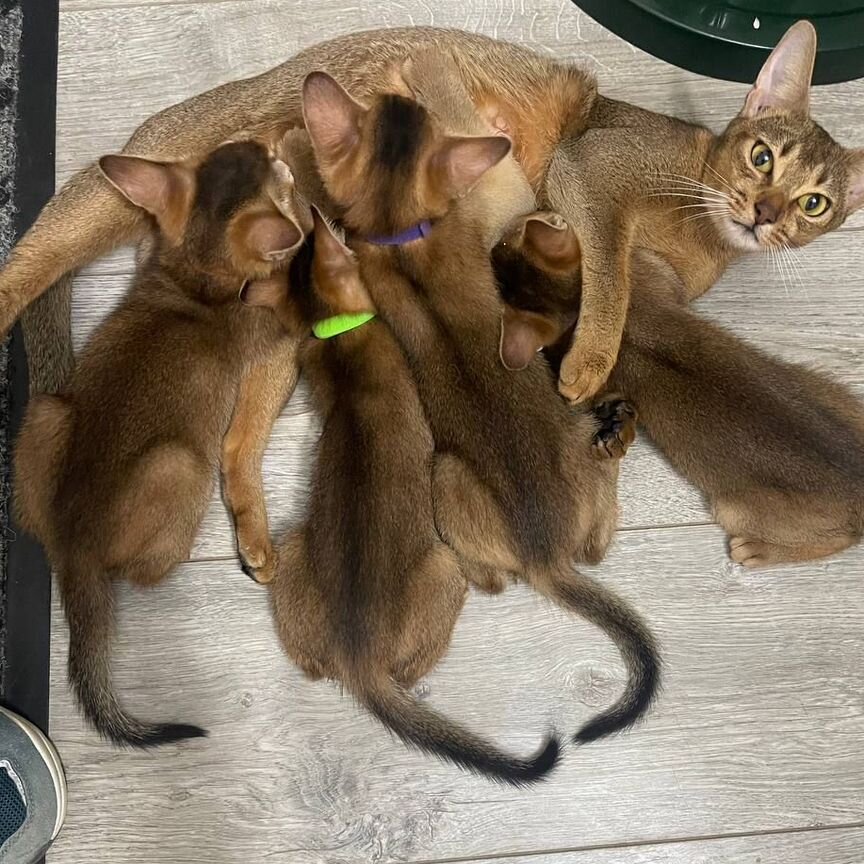 Аббисинские котята