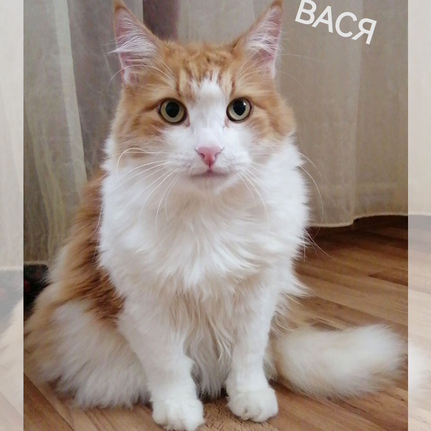 Кот Вася ищет дом (хозяйка болеет)