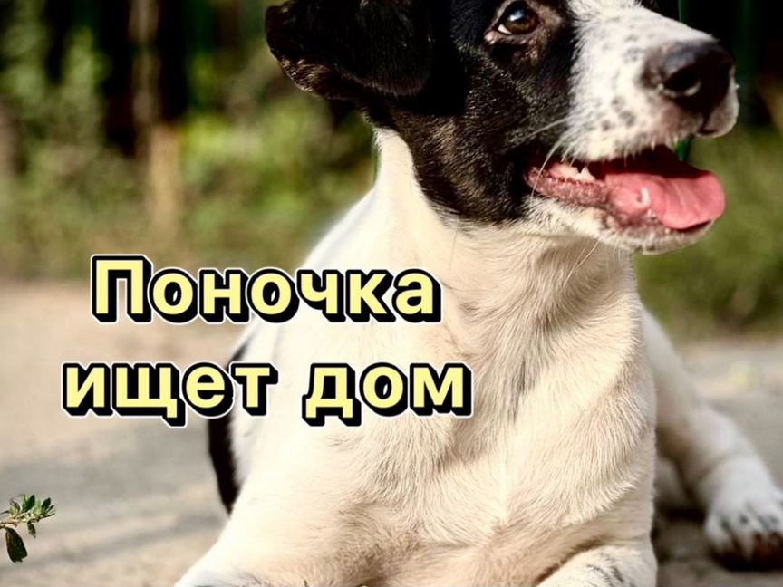 Собака в добрые руки отдам бесплатно