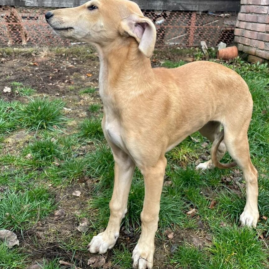 Хортая борзая