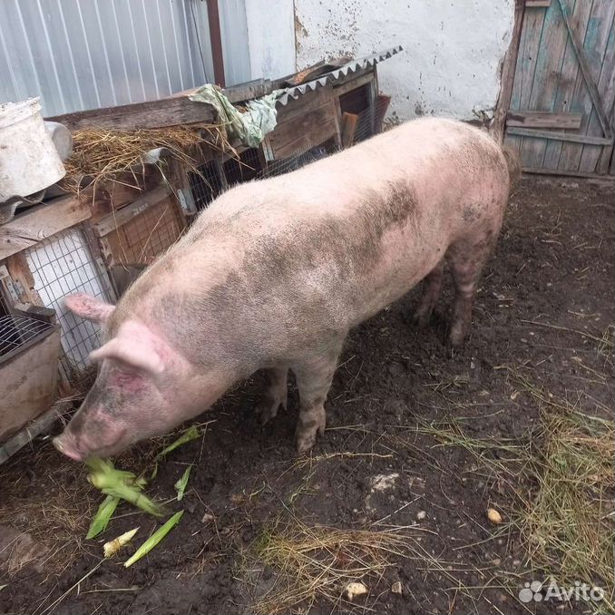 Хряк на осеменение