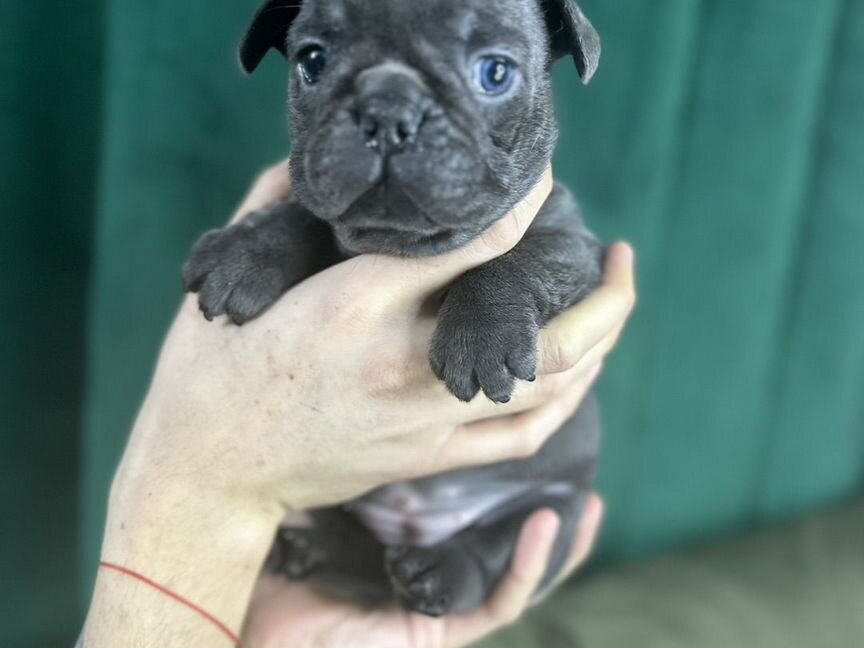 Французский бульдог щенки голубой