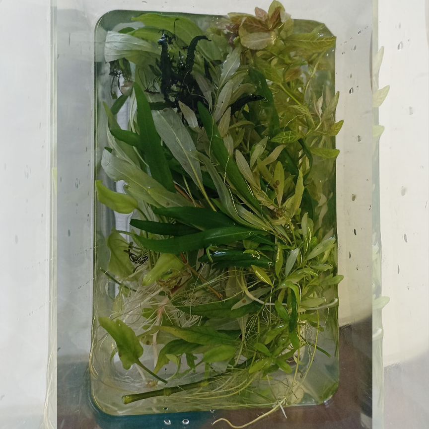 Аквариумное растение