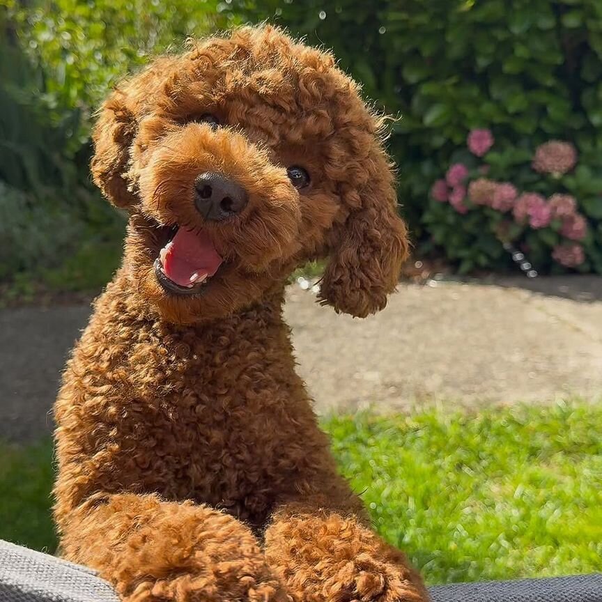 Той-пудель, щенок