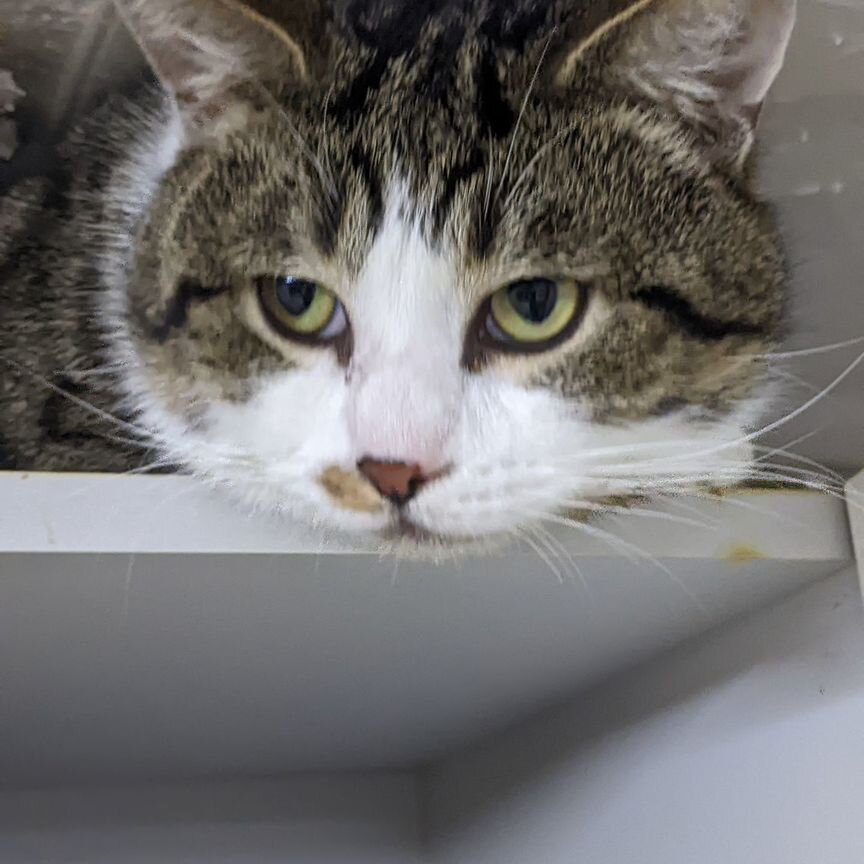 Молодой котик ищет семью