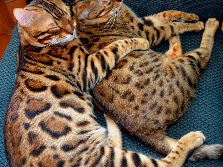 Бенгальская пара