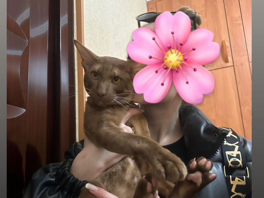 Вязка Ориентальный кот
