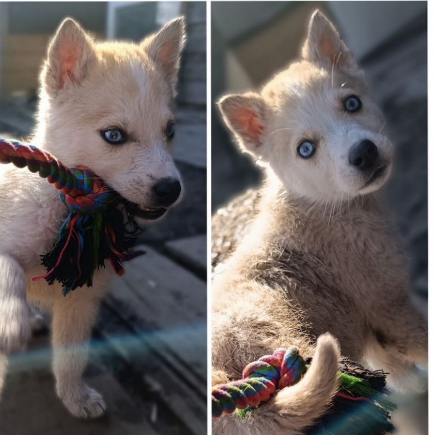 Щенок в добрые руки