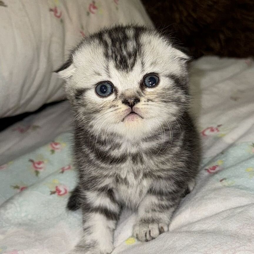 Шотландский вислоухий короткошёрстный котёнок