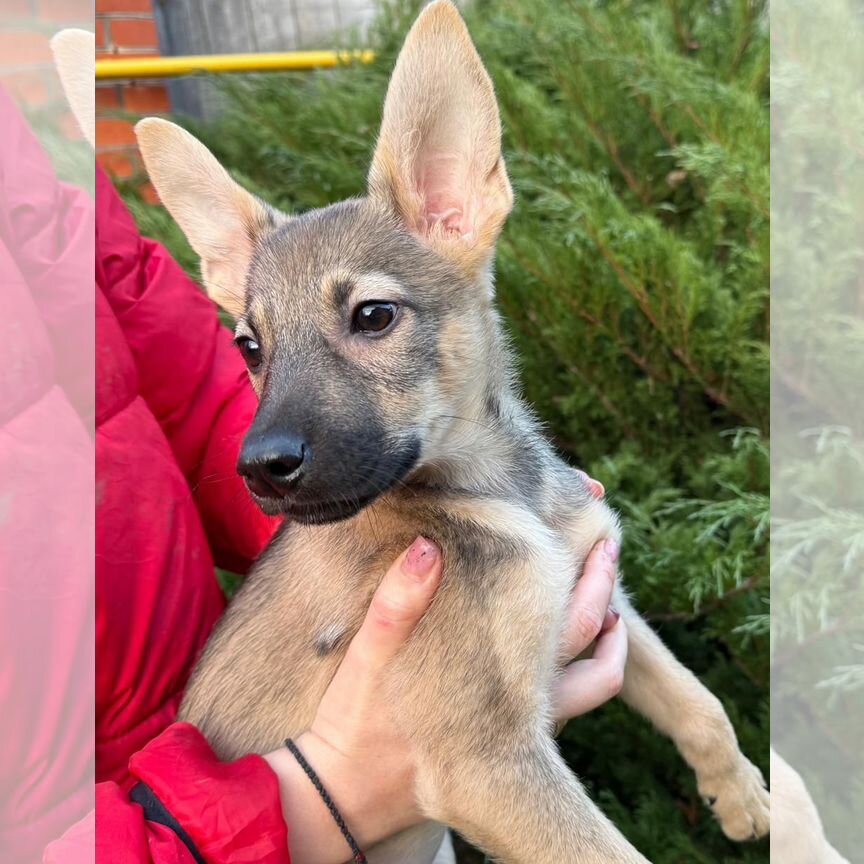 Щенок в добрые руки