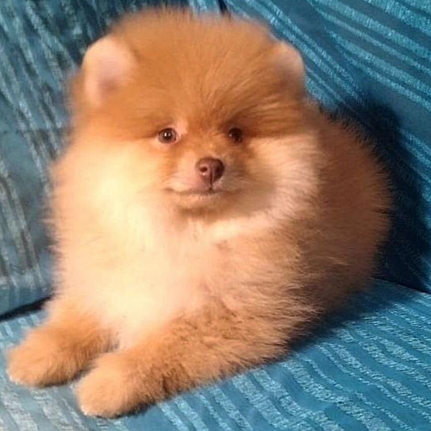 Померанский шпиц