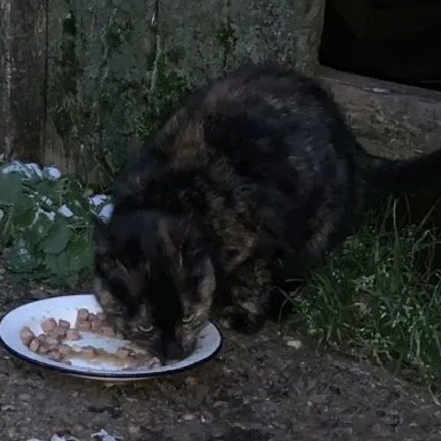 На дачах замерзают котята