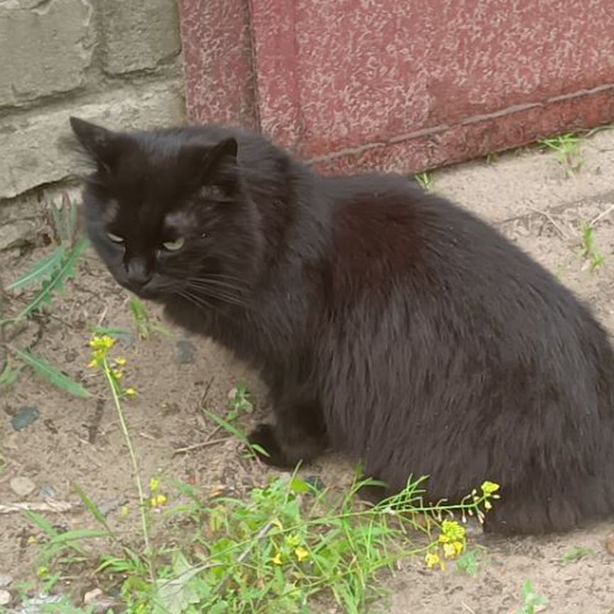 Кошке нужен дом