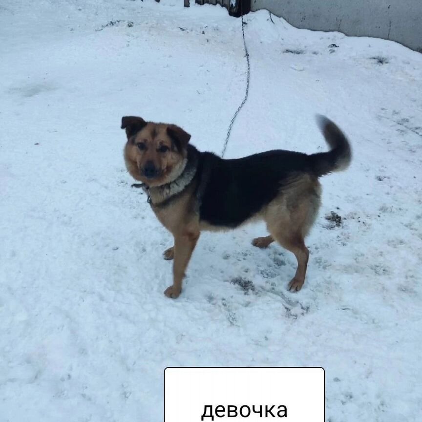 В добрые руки