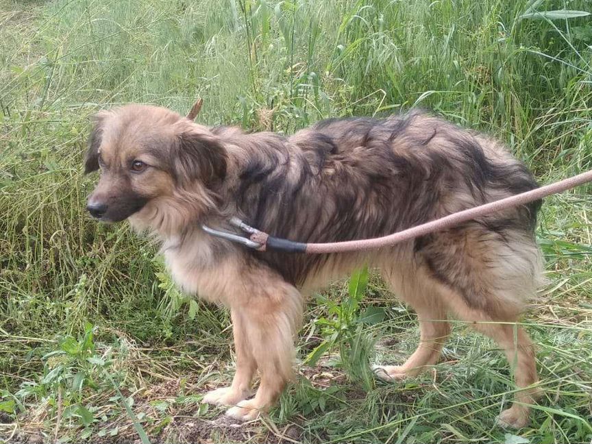 Собака Кипиш