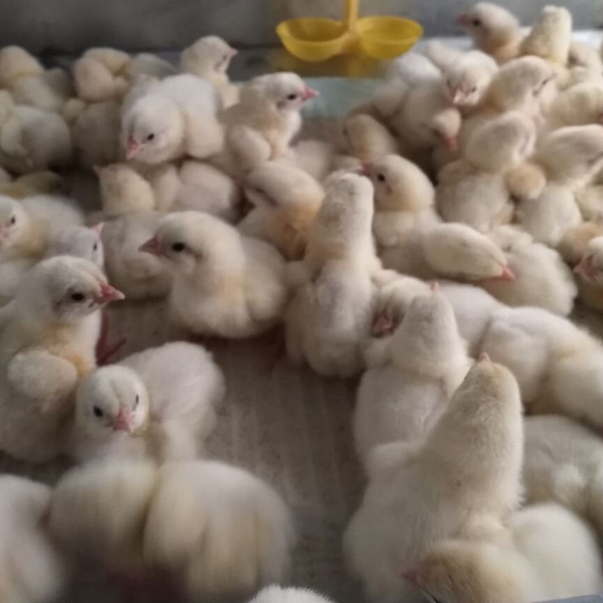 Цыплята бройлеры суточные
